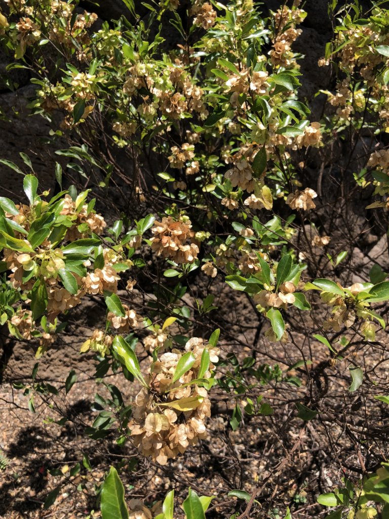 Every Day is Earth Day in Hawaiʻi! • Manoa Heritage Center