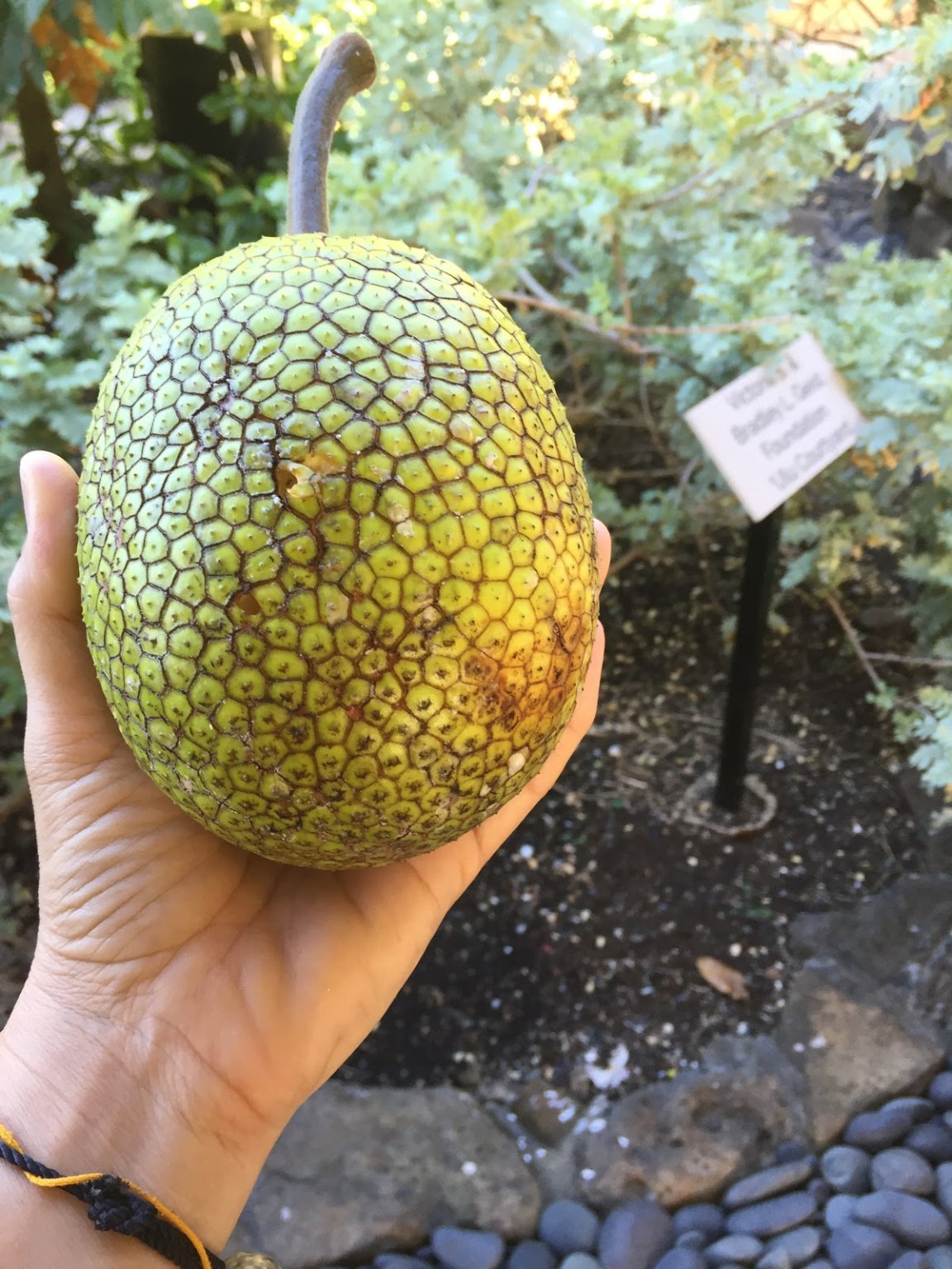 Celebrating Lā Honua (Earth Day) • Manoa Heritage Center