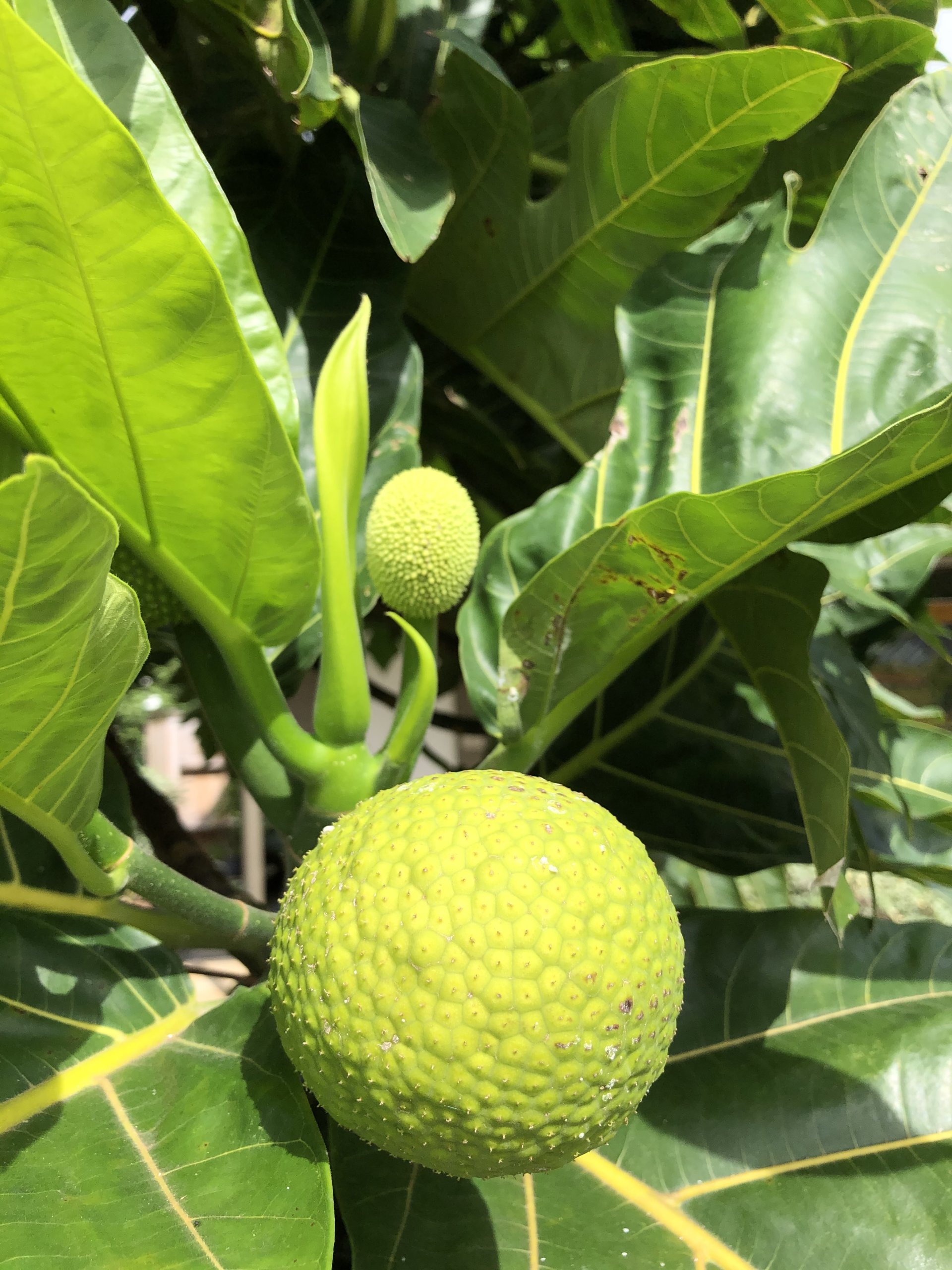 ʻUlu • Manoa Heritage Center