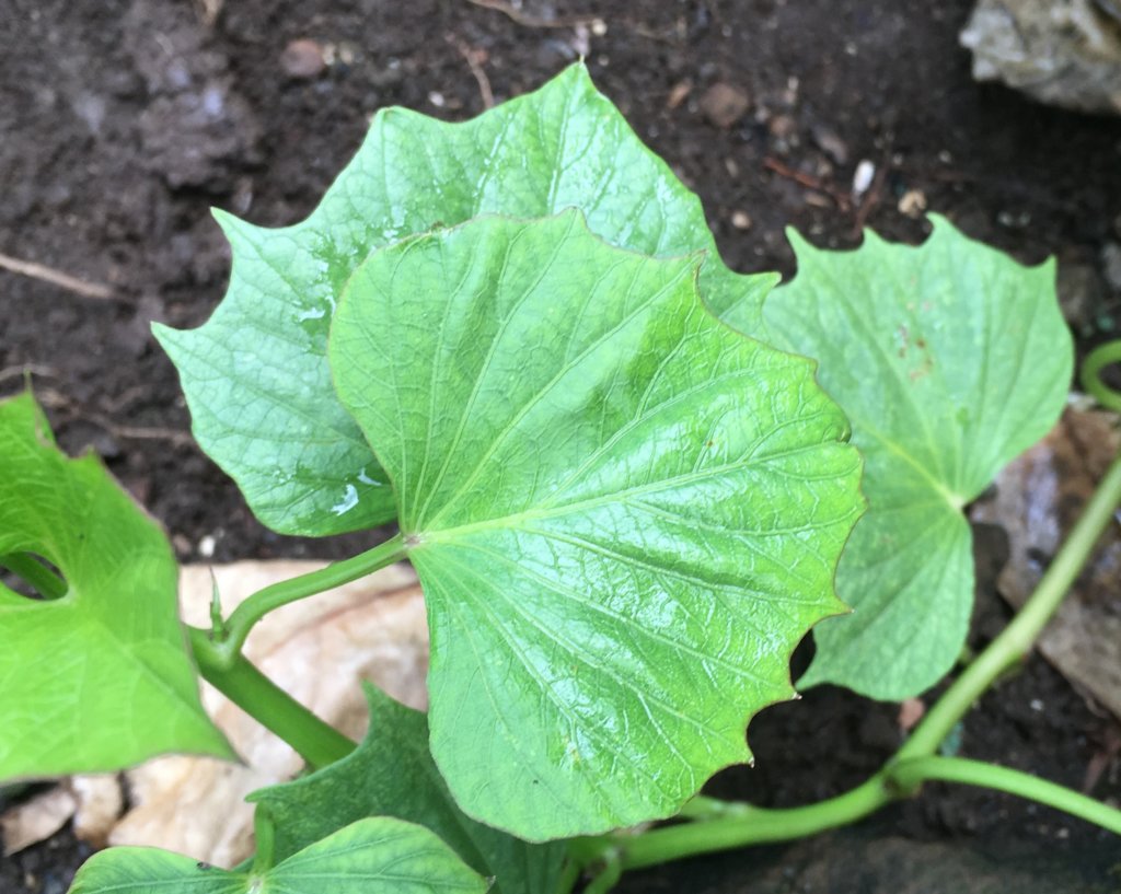 ʻUala For All • Manoa Heritage Center