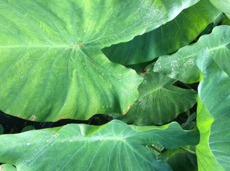 Kalo: Hawaiʻi's Green Wealth • Manoa Heritage Center