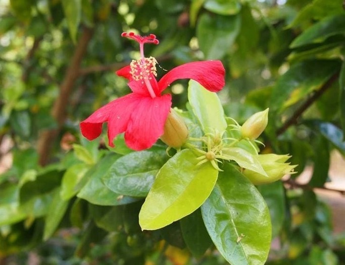 Making Dye from Native & Canoe Plants • Manoa Heritage Center