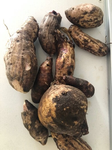 ʻUala For All • Manoa Heritage Center