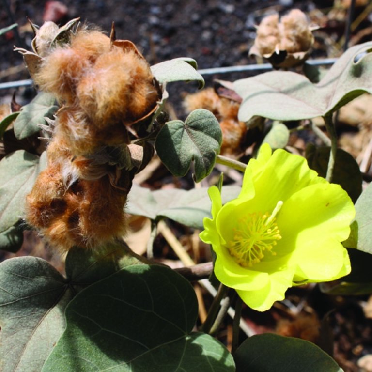Making Dye from Native & Canoe Plants • Manoa Heritage Center