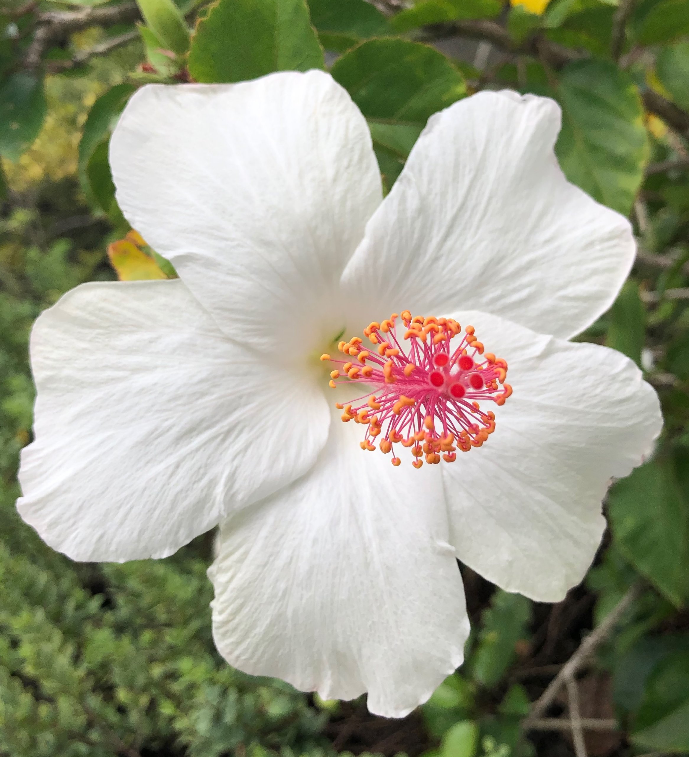 Native Plant Portraits • Manoa Heritage Center