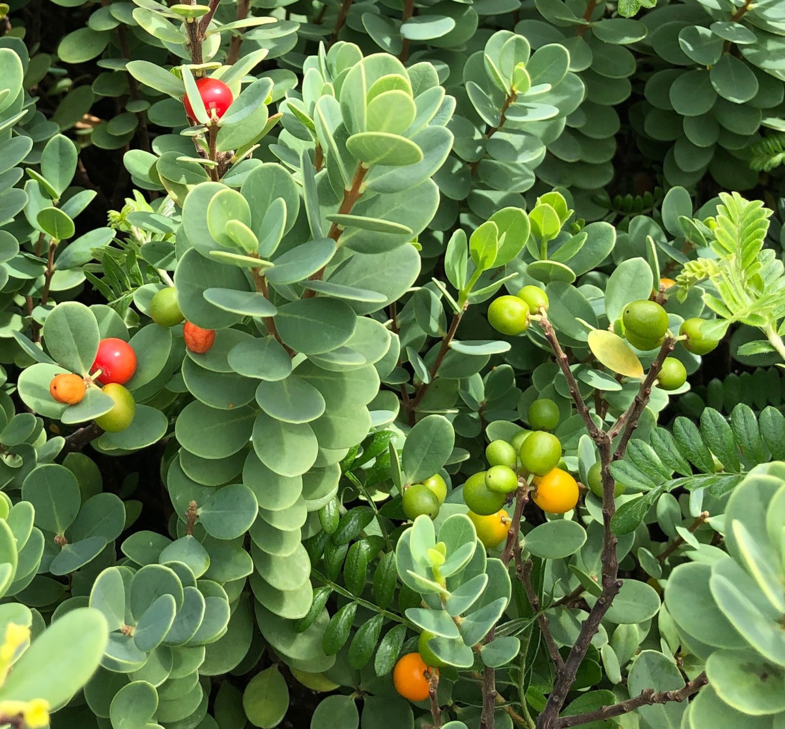 ʻĀkia • Manoa Heritage Center