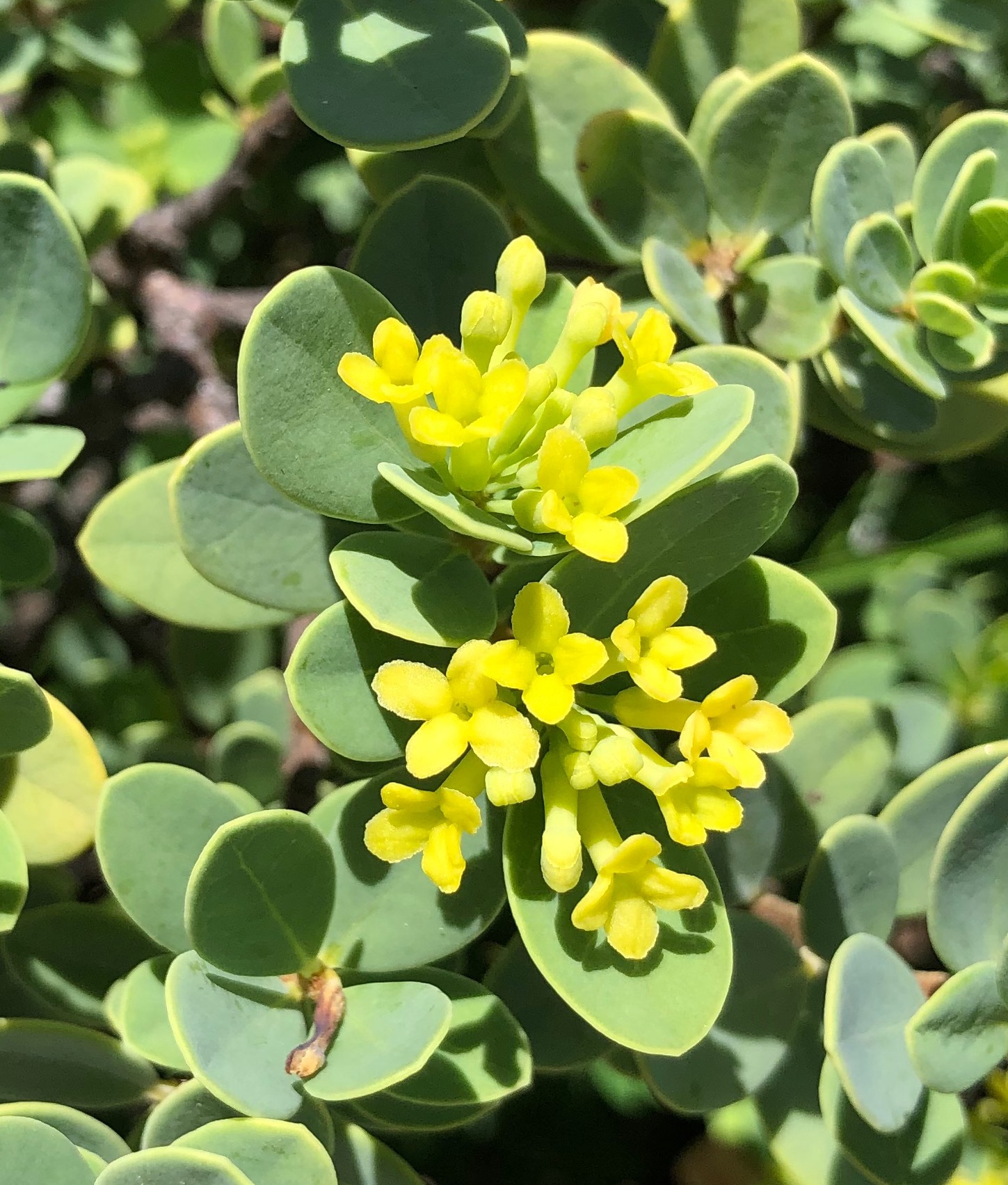 ʻAkia Flowers Close • Manoa Heritage Center