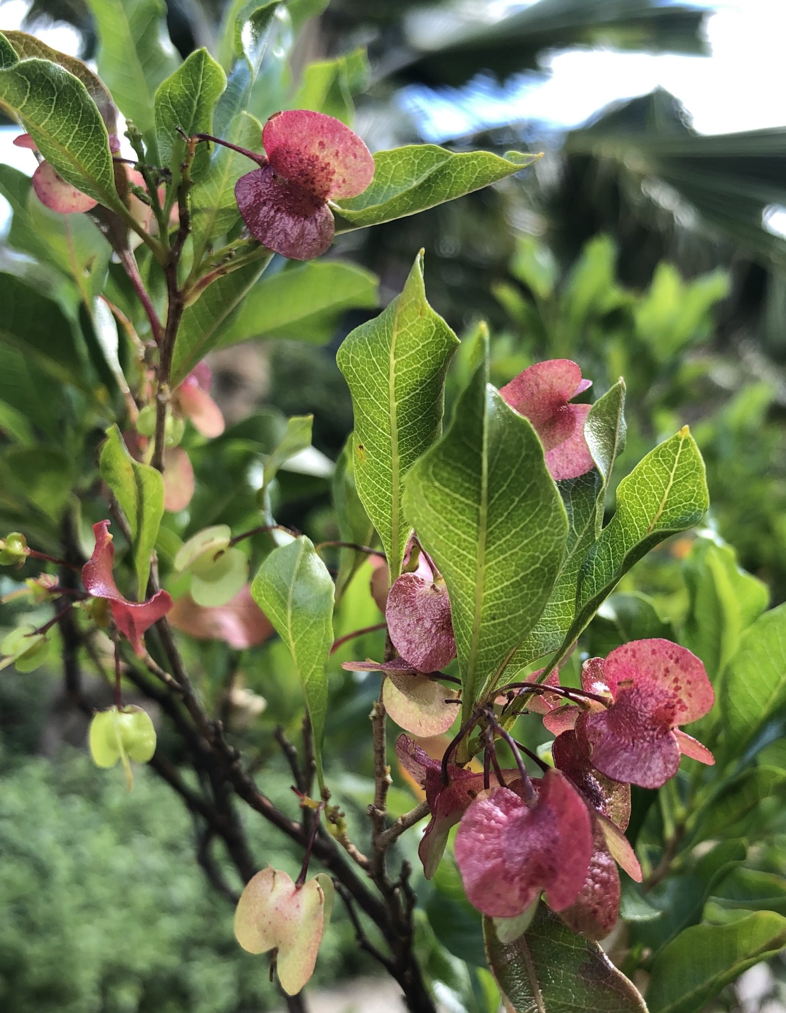 ʻAʻaliʻi • Manoa Heritage Center