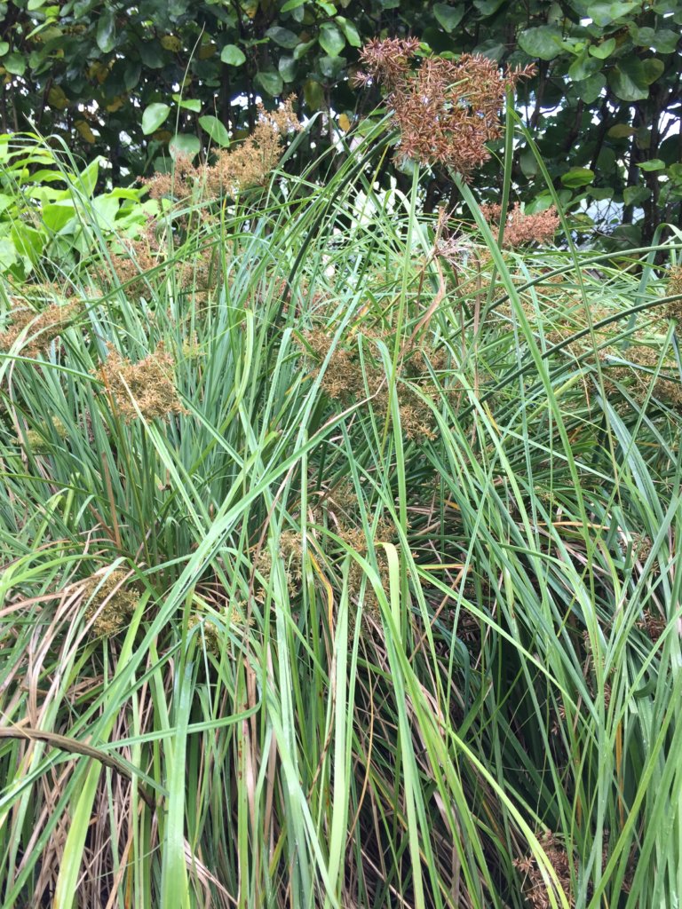 ʻAhuʻawa • Manoa Heritage Center