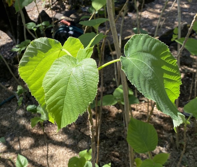 Wauke • Manoa Heritage Center