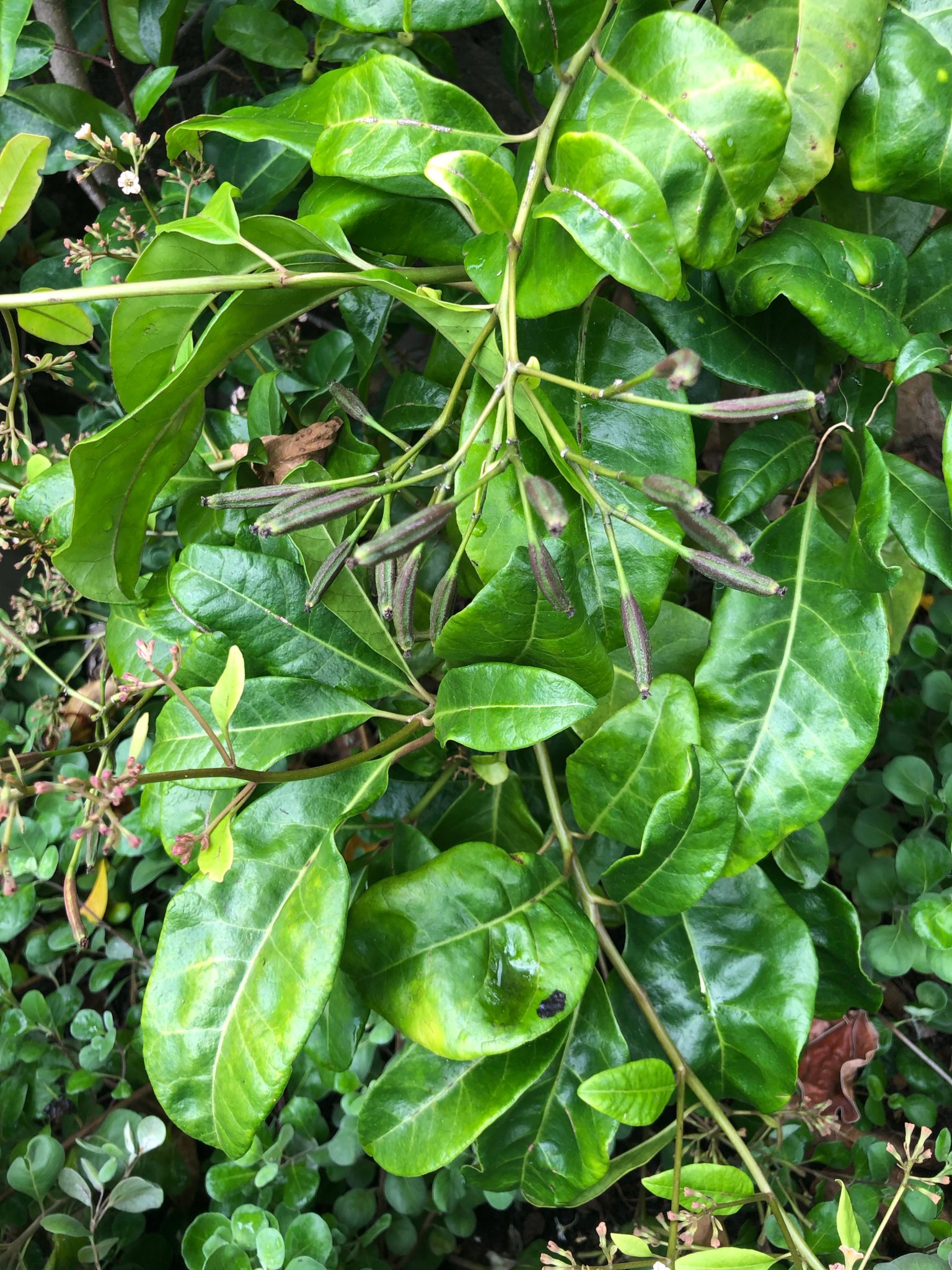Pāpala kēpau • Manoa Heritage Center