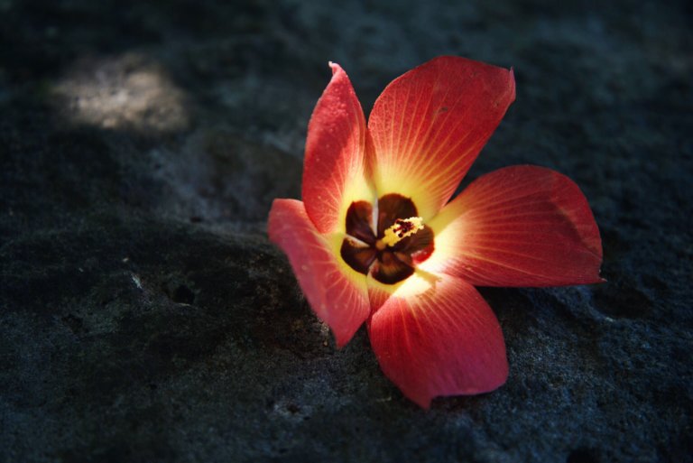 Hau • Manoa Heritage Center