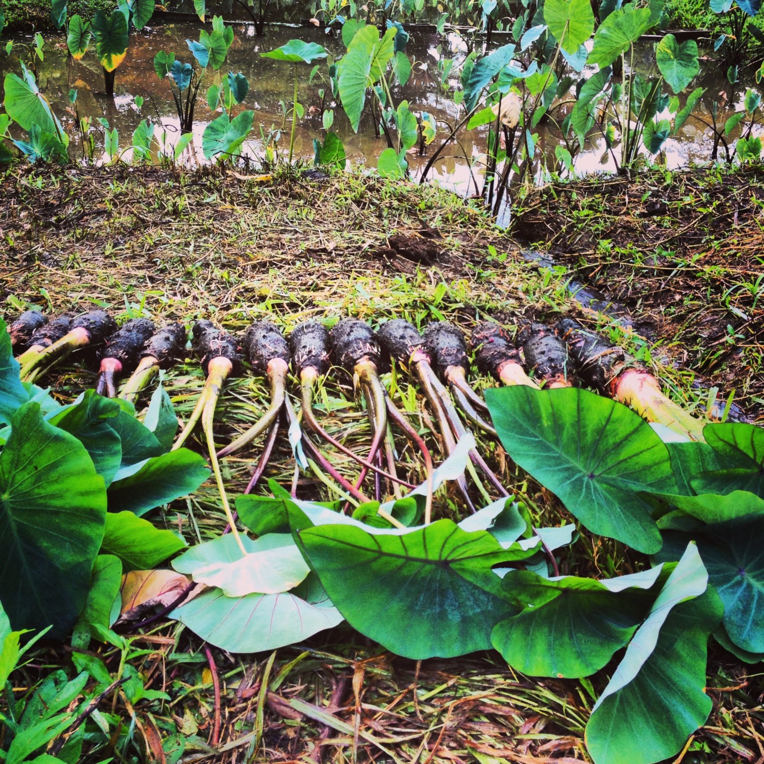 Kalo (Taro) • Manoa Heritage Center Kalo (Taro) • Manoa Heritage Center