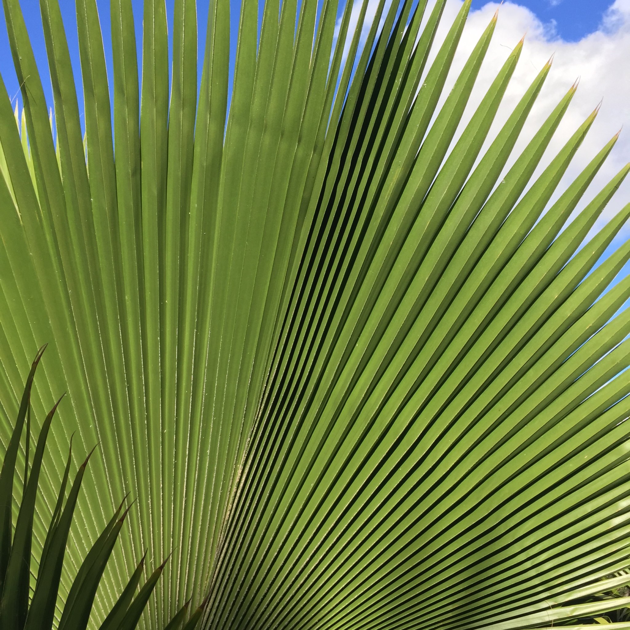 Loulu • Manoa Heritage Center