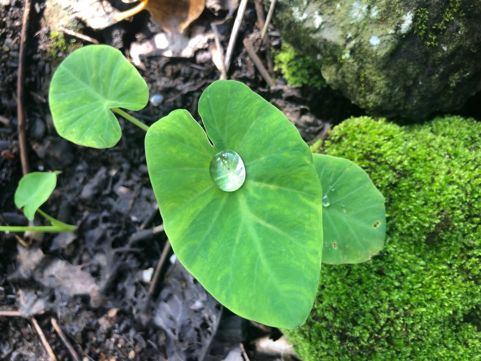 Kalo (Taro) • Manoa Heritage Center