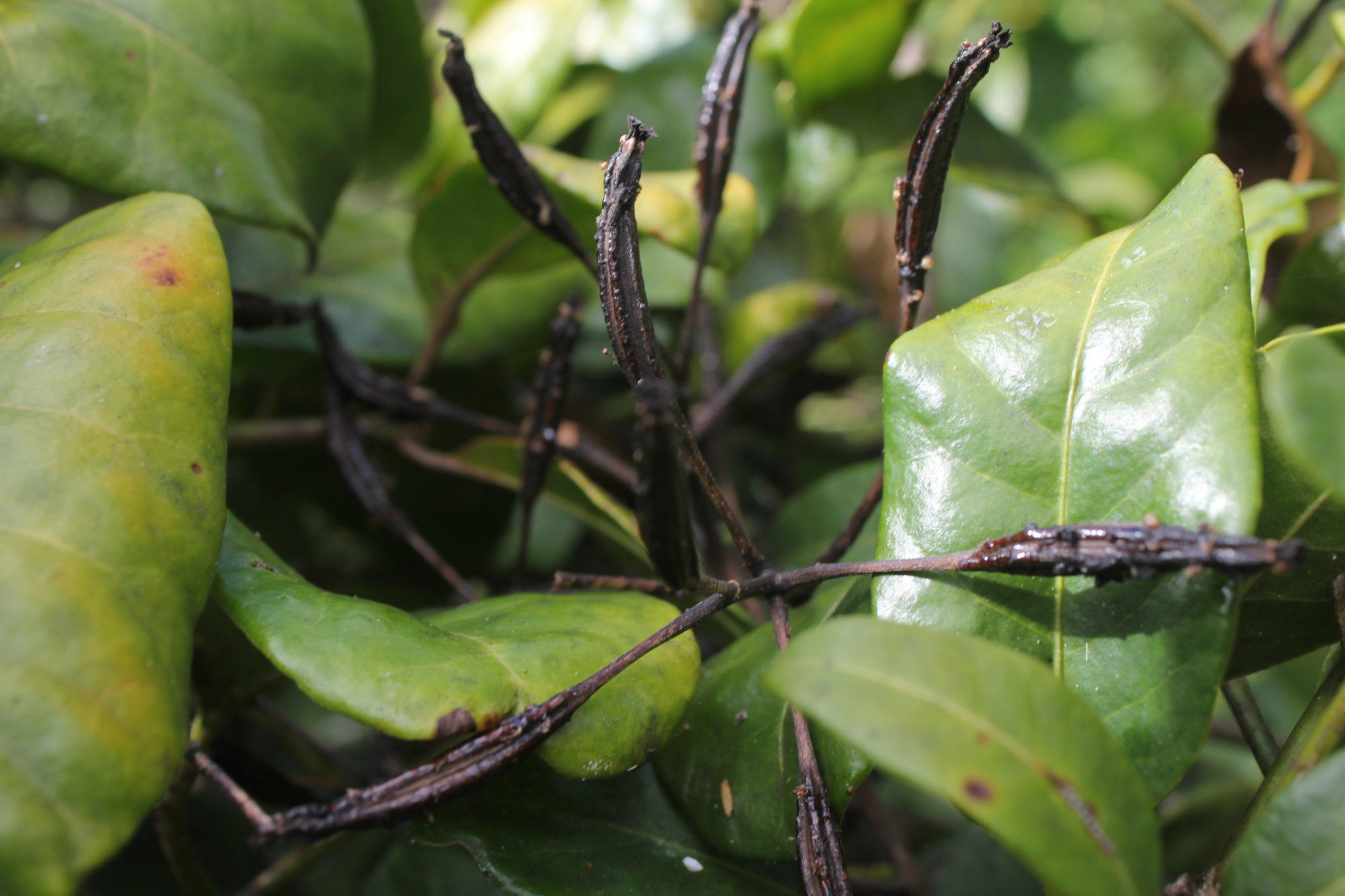 Pāpala kēpau • Manoa Heritage Center