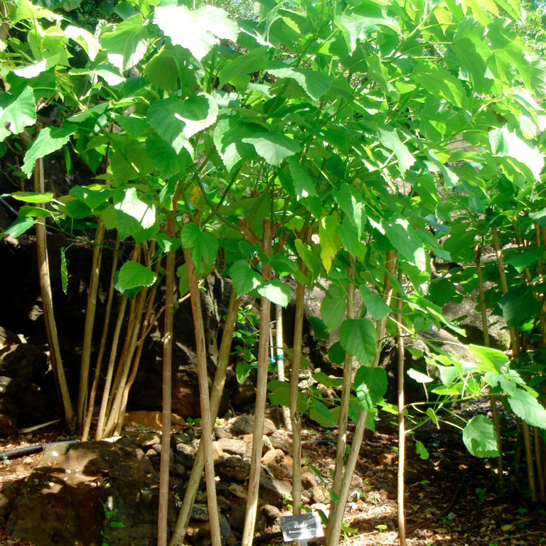 Wauke • Manoa Heritage Center