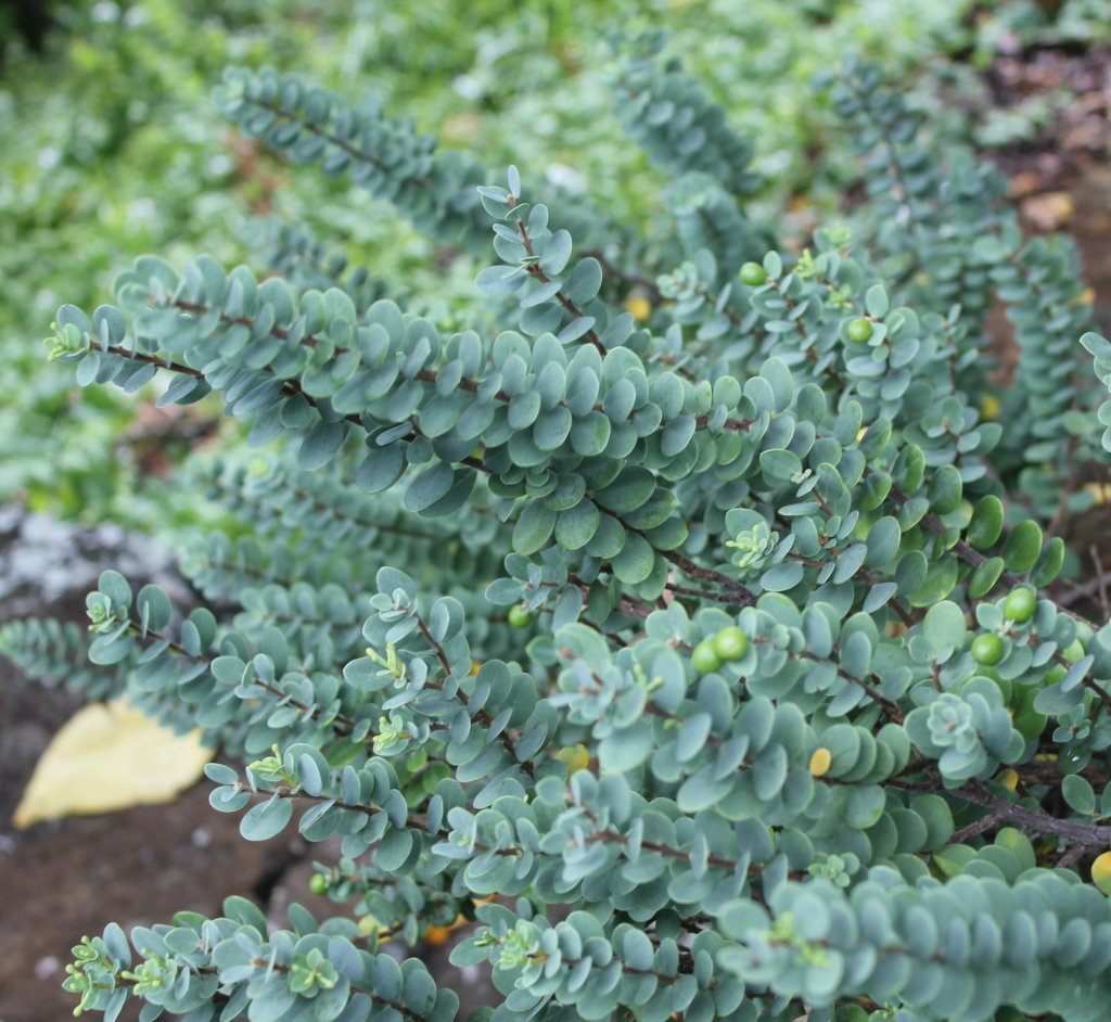 ʻĀkia • Manoa Heritage Center