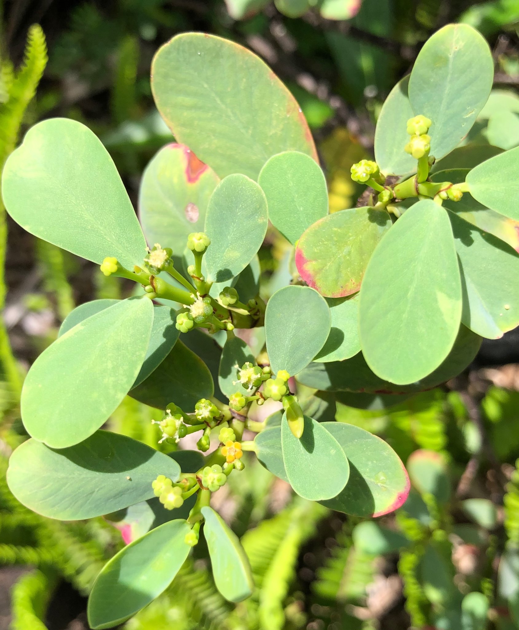ʻAkoko • Manoa Heritage Center