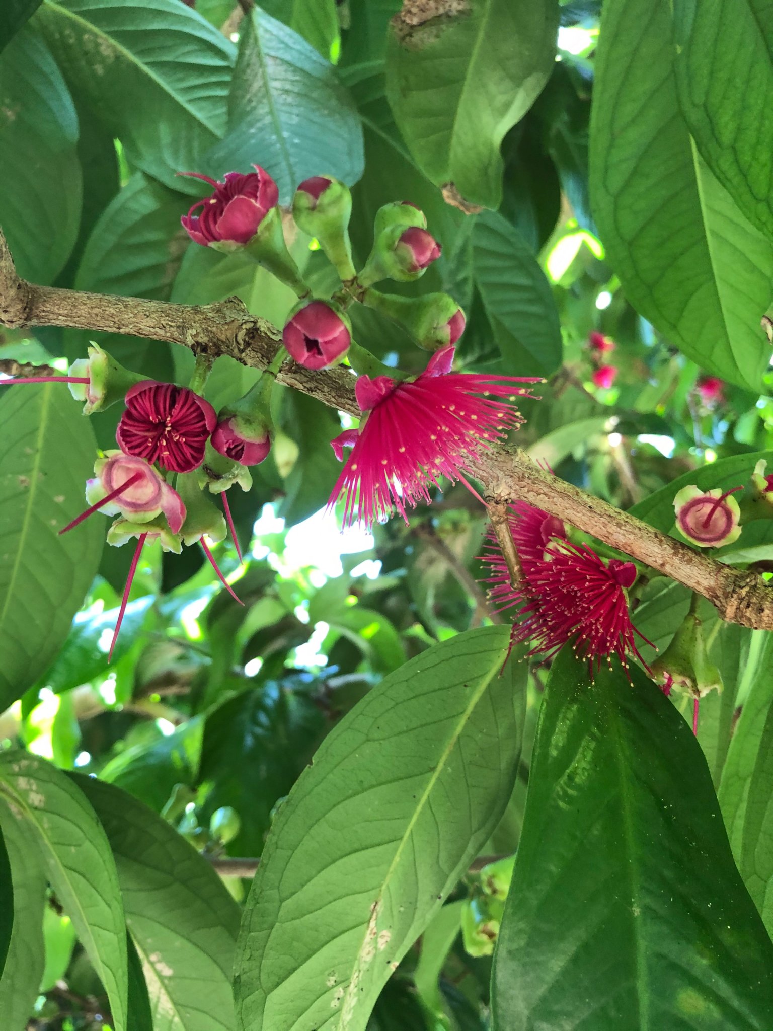 ʻŌhiʻa ʻai (Mountain Apple) • Manoa Heritage Center