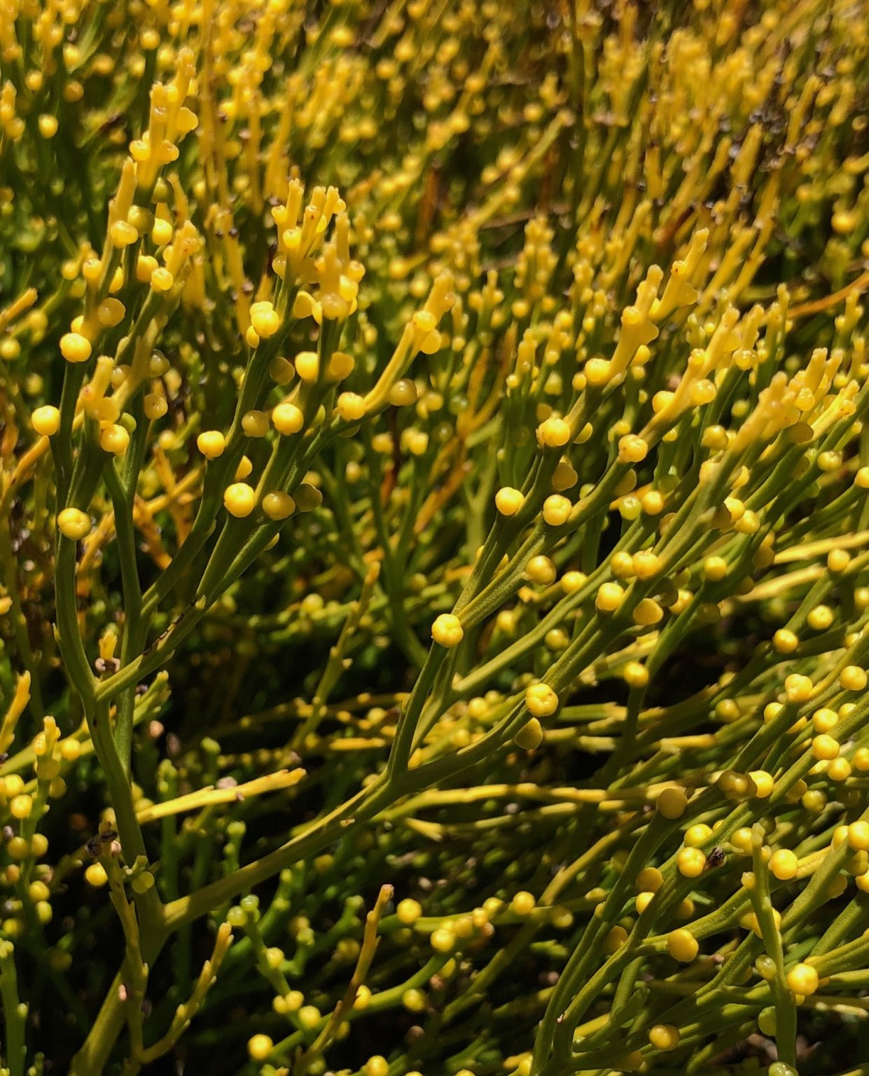 Moa • Manoa Heritage Center