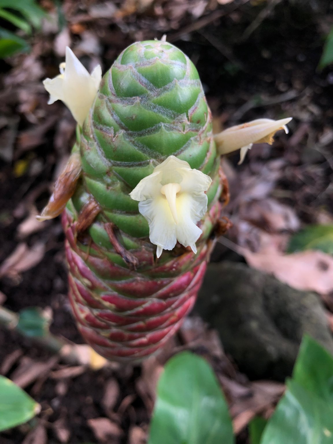 ʻAwapuhi • Manoa Heritage Center