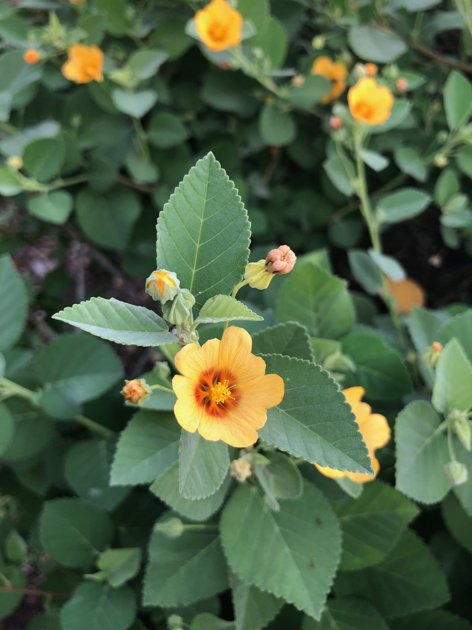 ʻIlima • Manoa Heritage Center