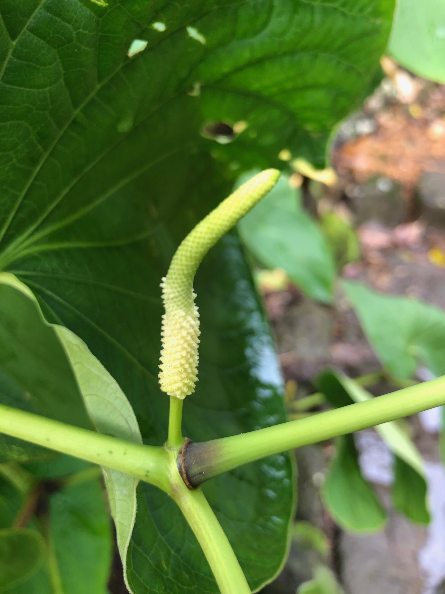 ʻAwa • Manoa Heritage Center
