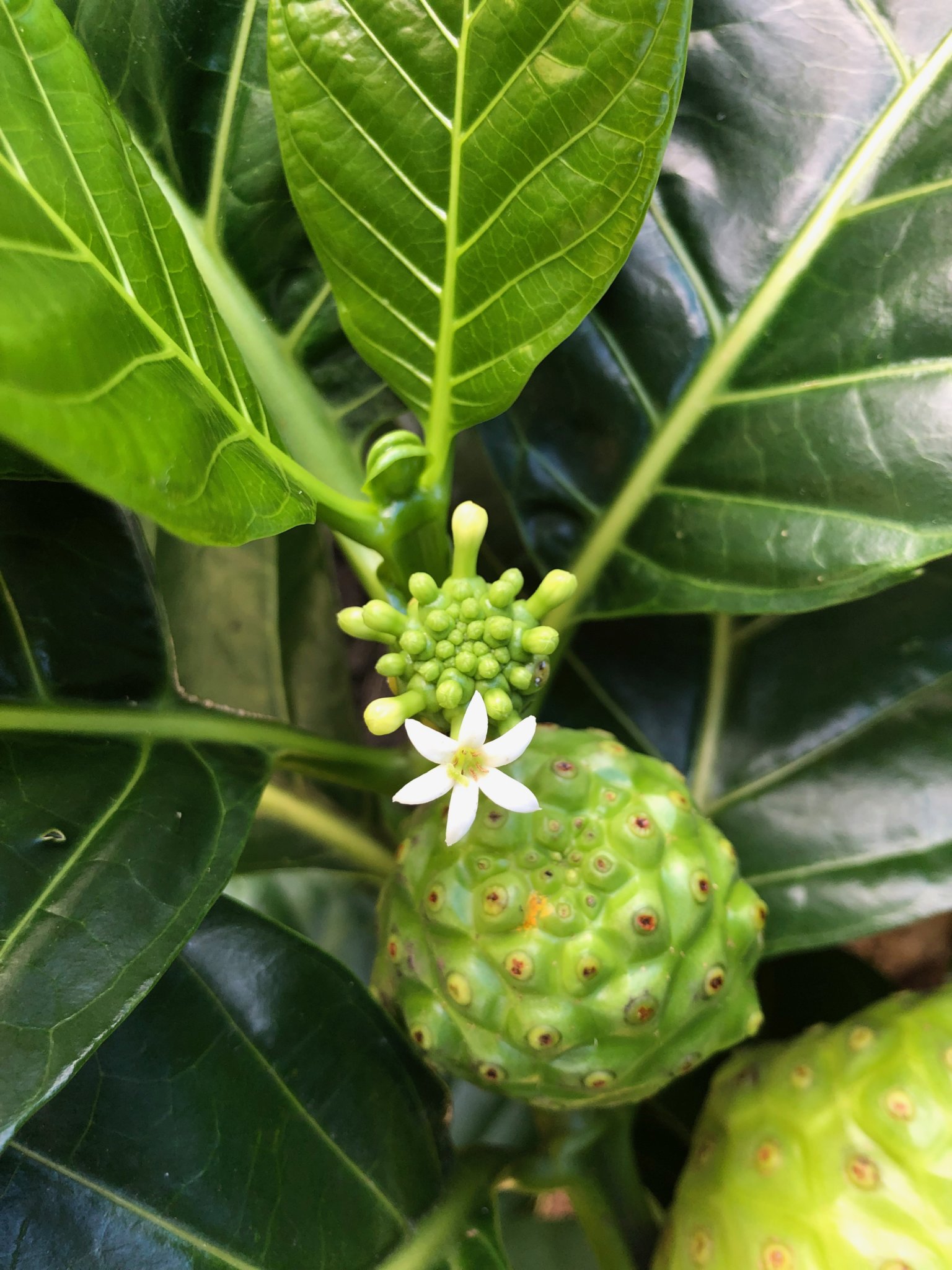 Noni • Manoa Heritage Center