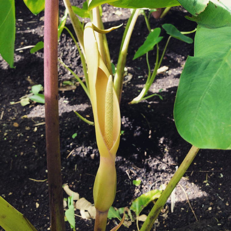 Kalo (Taro) • Manoa Heritage Center