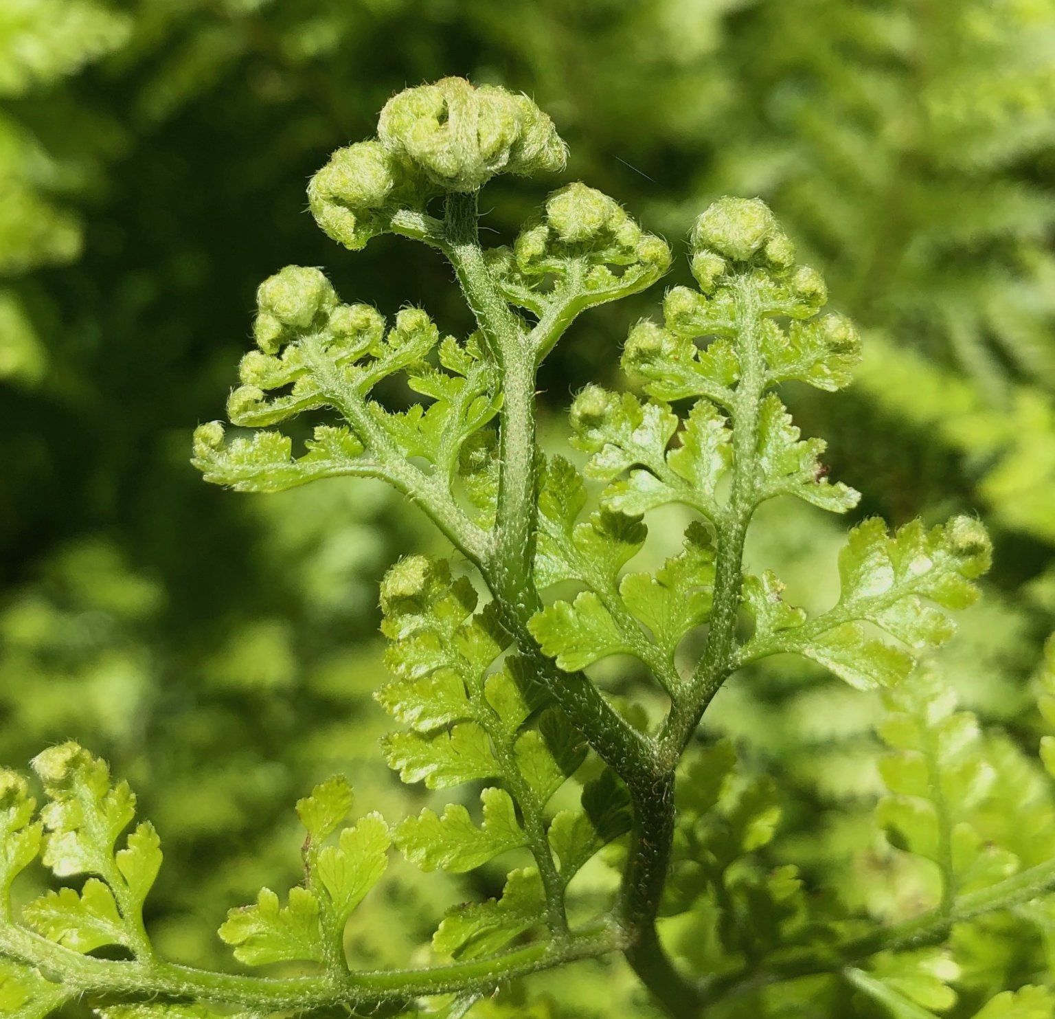 Palapalai • Manoa Heritage Center