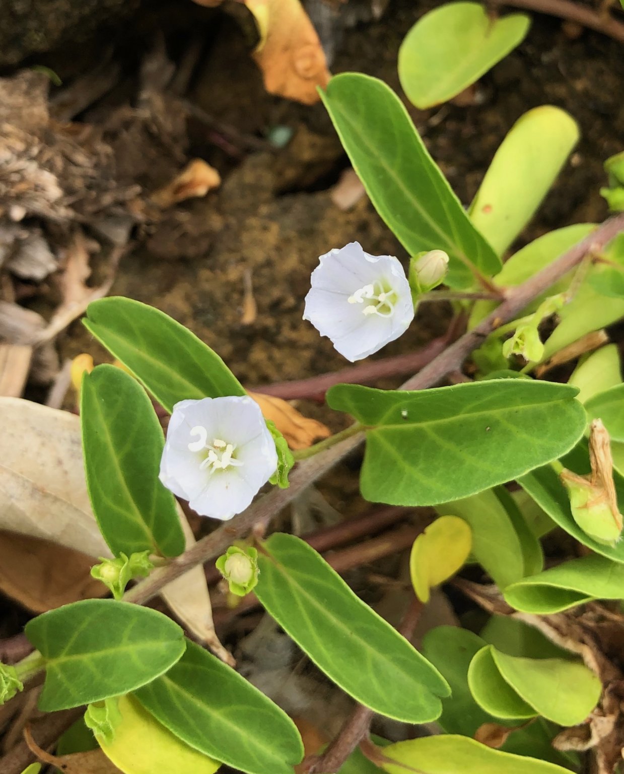 Pāʻū o Hiʻiaka • Manoa Heritage Center