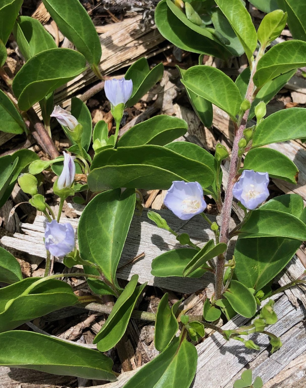 Pāʻū o Hiʻiaka • Manoa Heritage Center