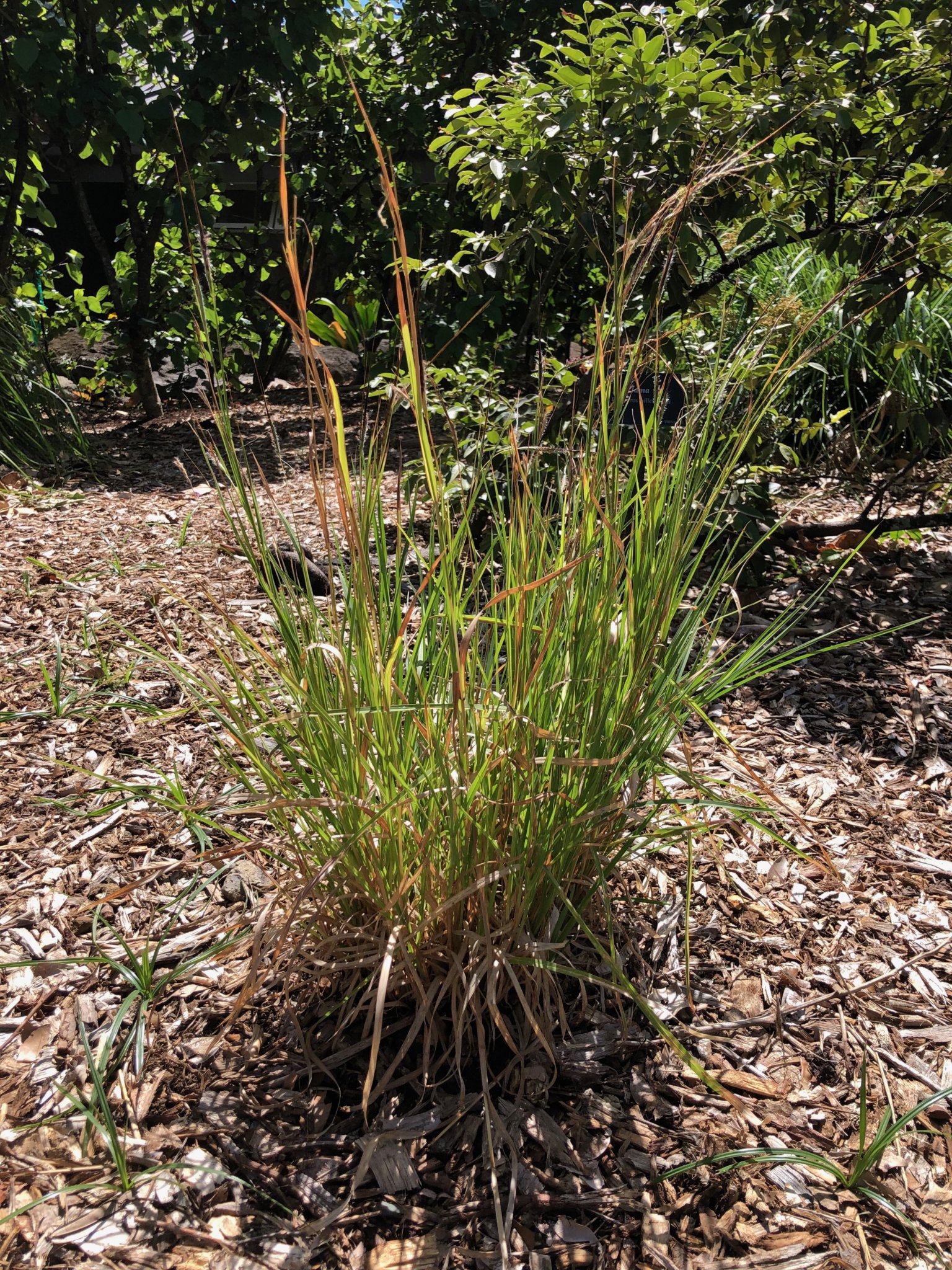 Pili • Manoa Heritage Center