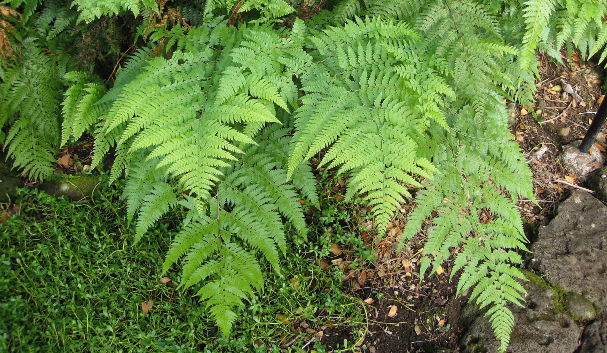 Palapalai • Manoa Heritage Center