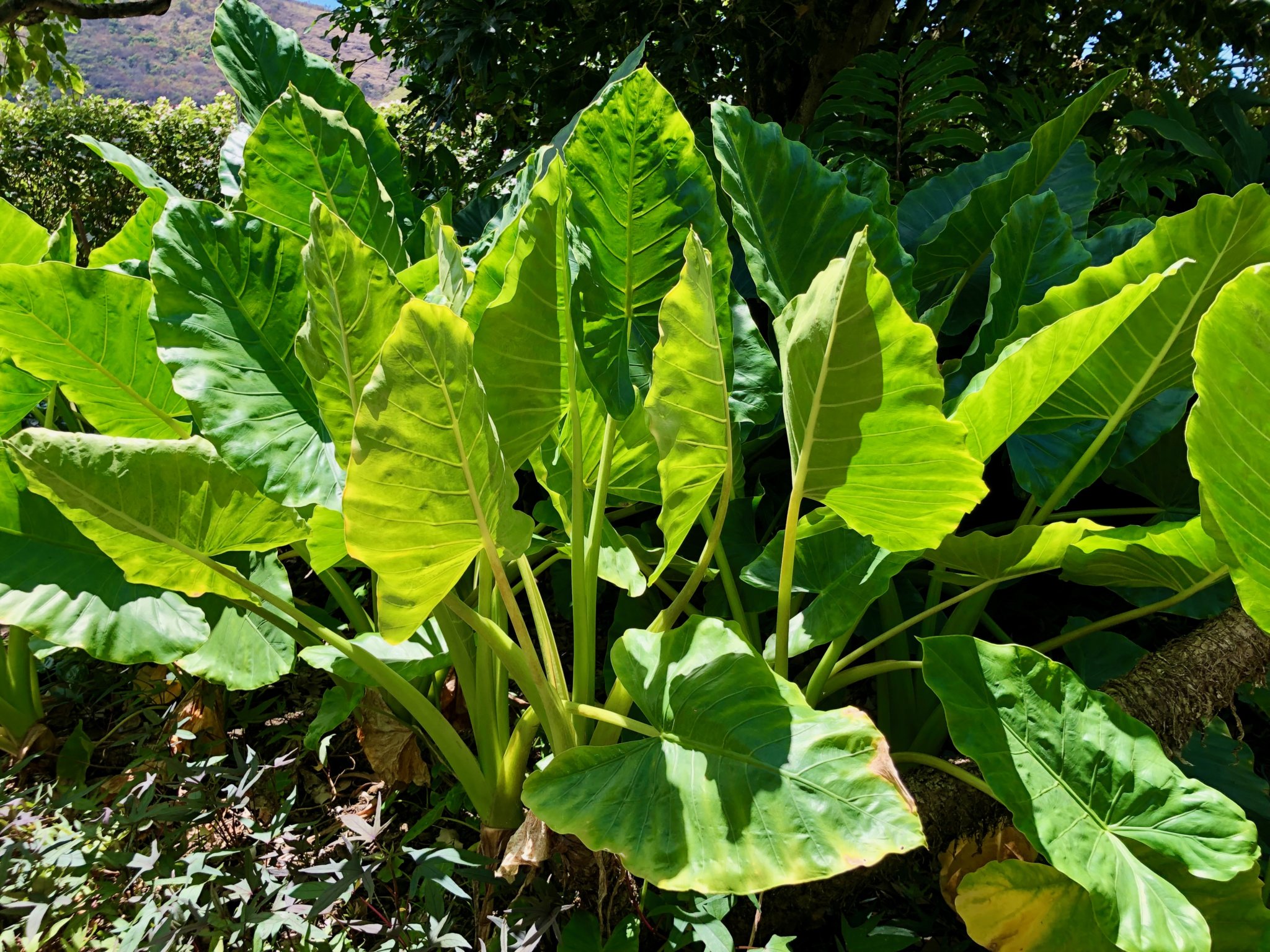 ʻApe • Manoa Heritage Center