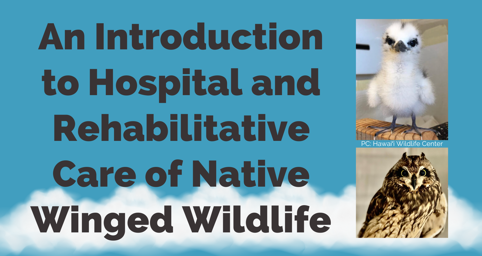 Hawaiʻi-Wildlife-Center • Manoa Heritage Center